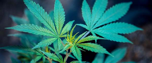 5 Reasons Why Growing Weed is Beneficial at Home